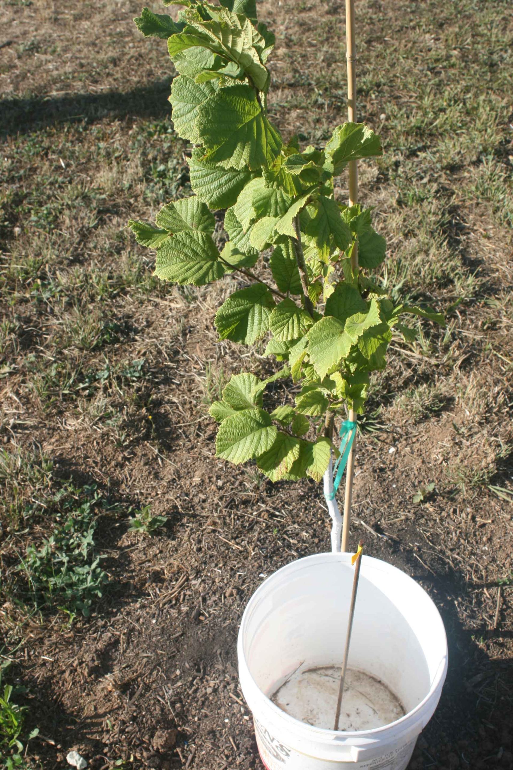 Planting a New Organic Hazelnut Orchard | Organic Farmer Magazine