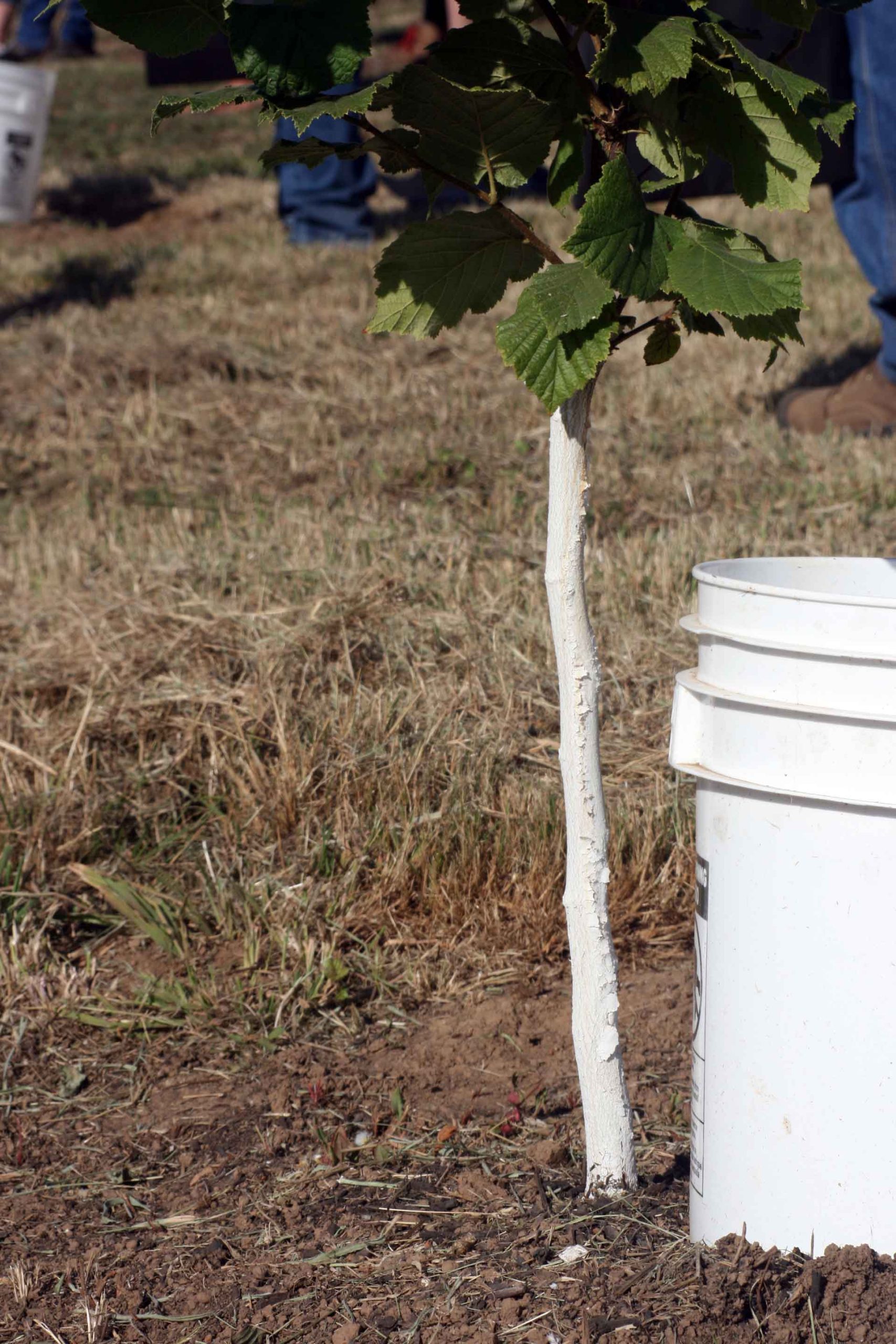 Planting a New Organic Hazelnut Orchard | Organic Farmer Magazine