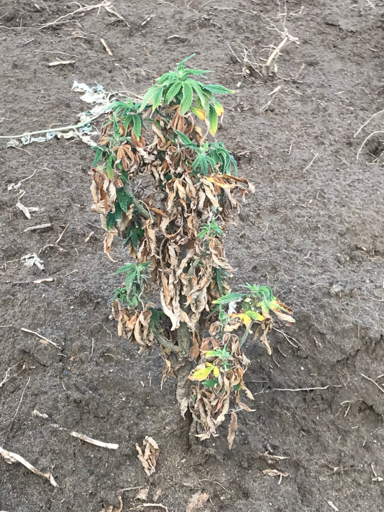 A Look at Common Hemp Pests, Problems and Disease | Organic Farmer Magazine