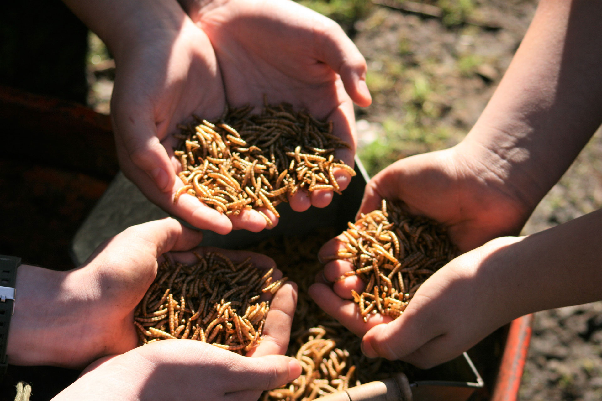 Insect Ranching Are Mealworms the Food of the Future? | Organic Farmer ...