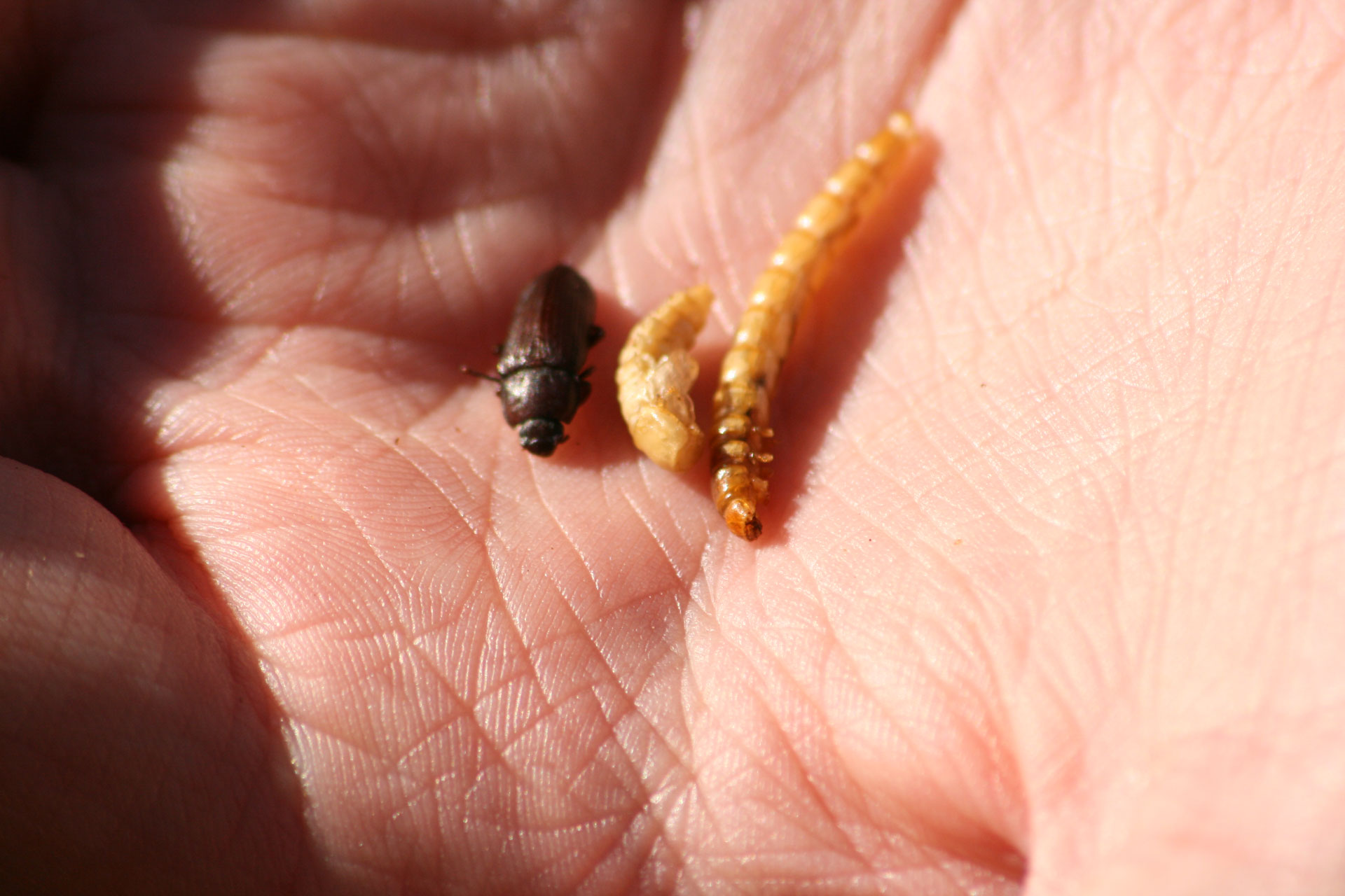 Insect Ranching Are Mealworms the Food of the Future? | Organic Farmer ...